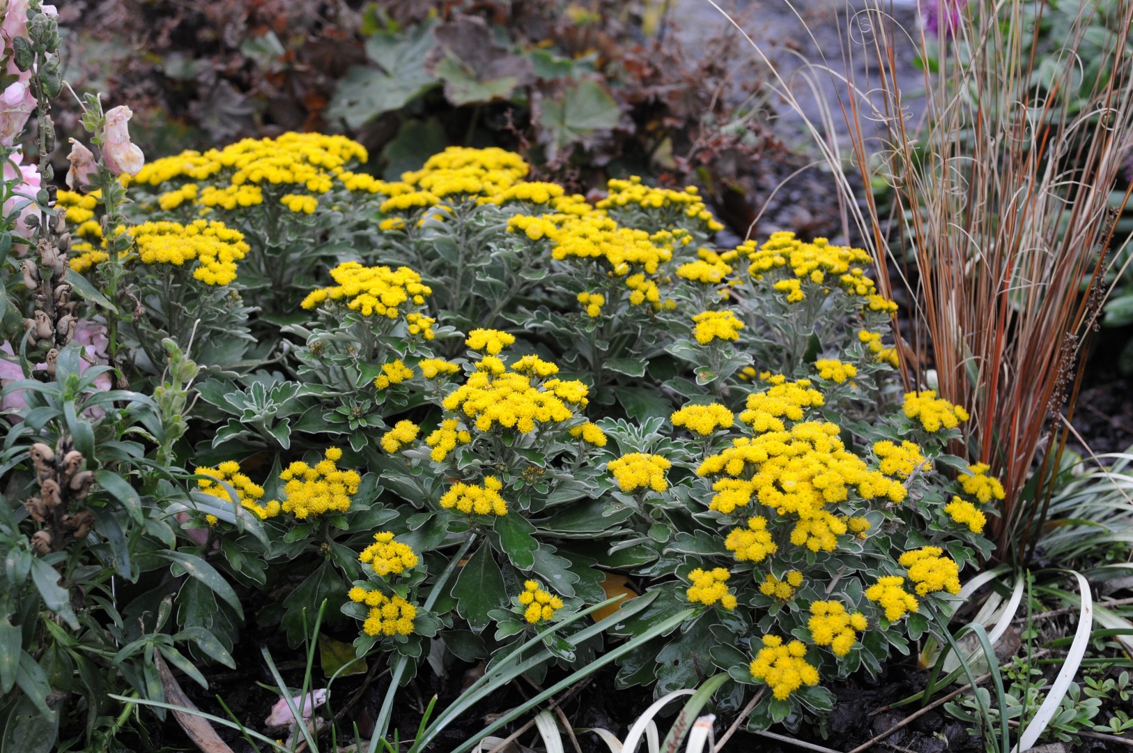 Ajania | Openbaar groen