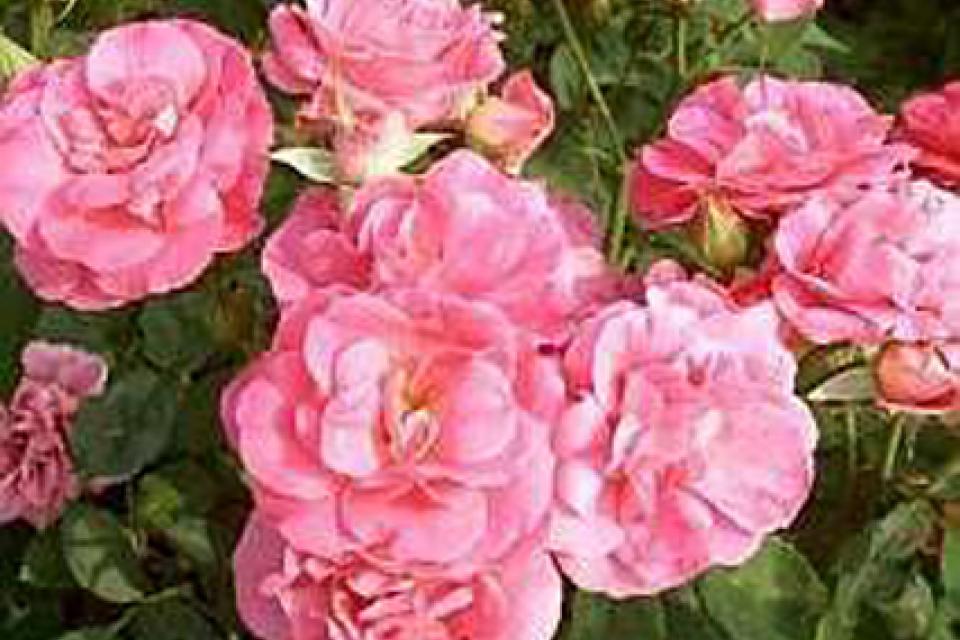 roos 'Melrose' | Openbaar groen