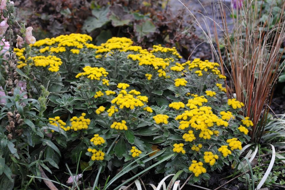 Ajania | Openbaar groen